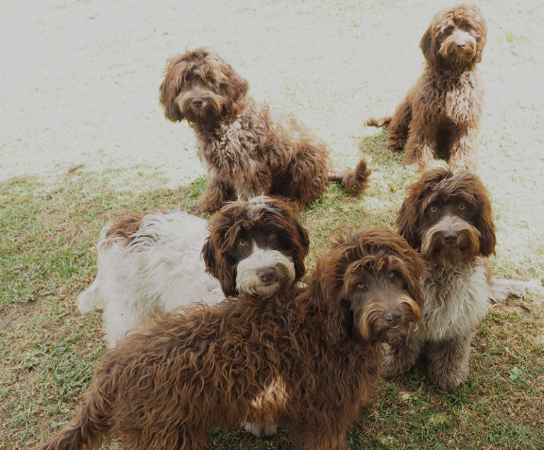 About The Spoodles – Valley View